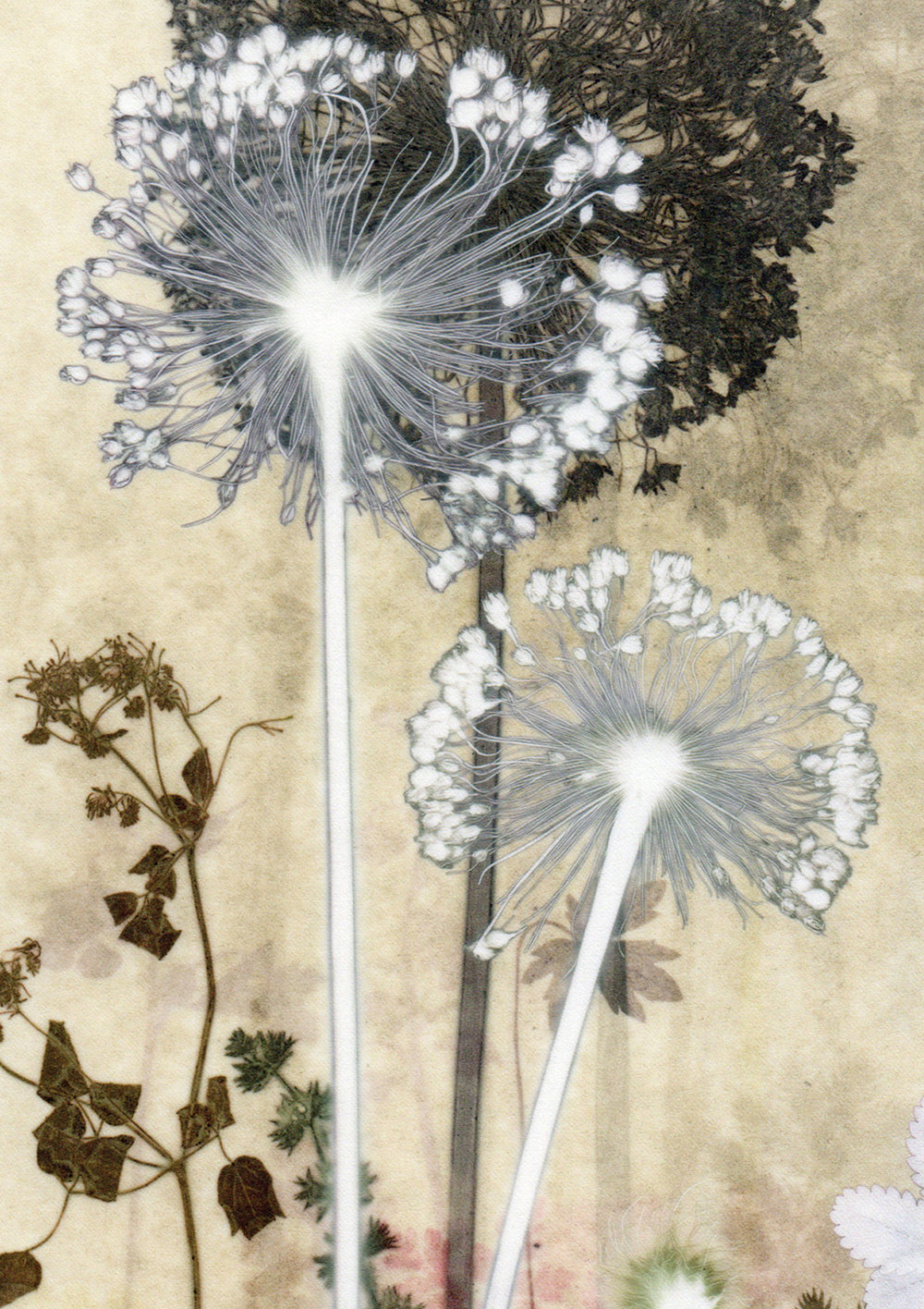 'Post it On' Grey Allium Cards