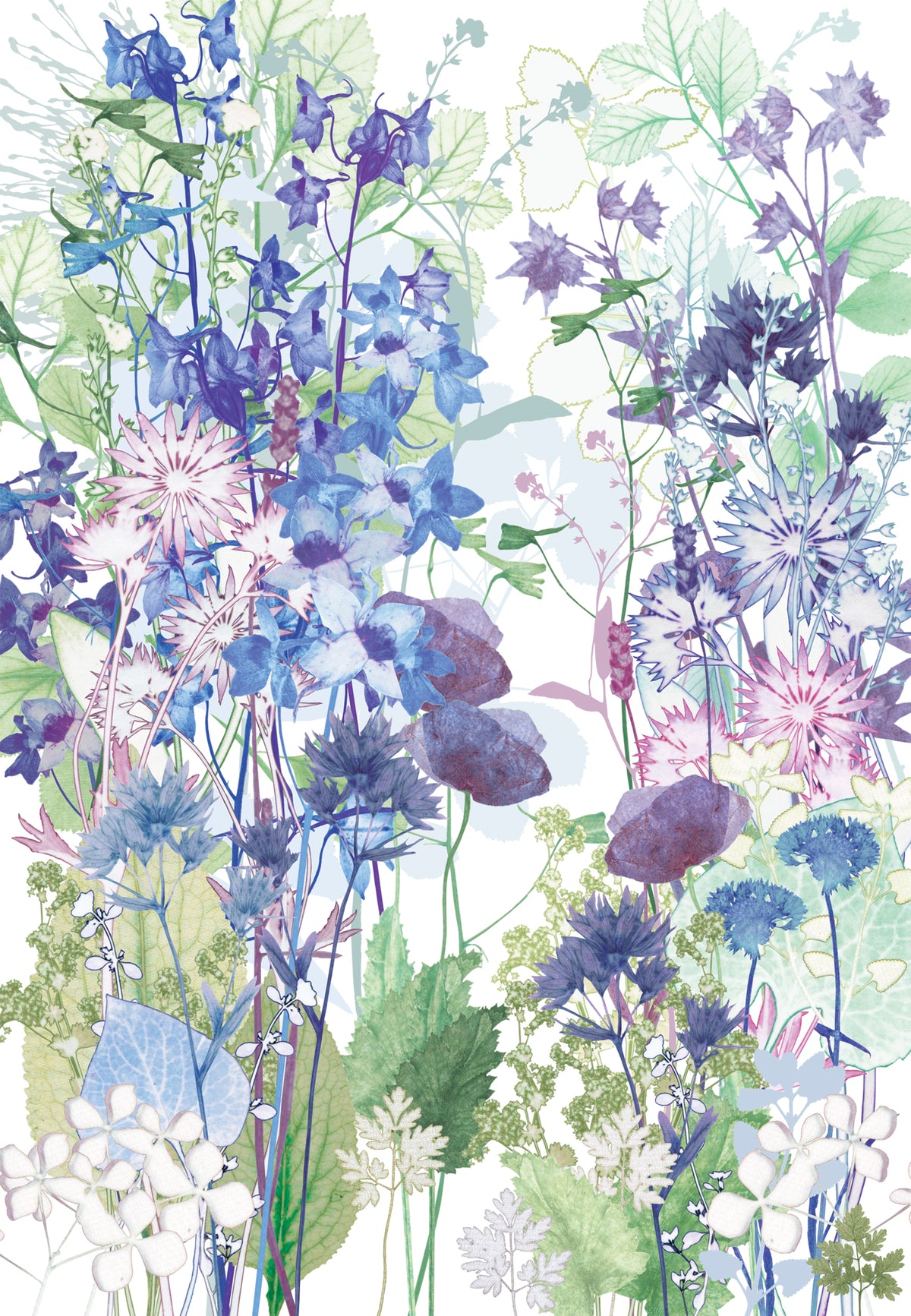 Larkspur Print