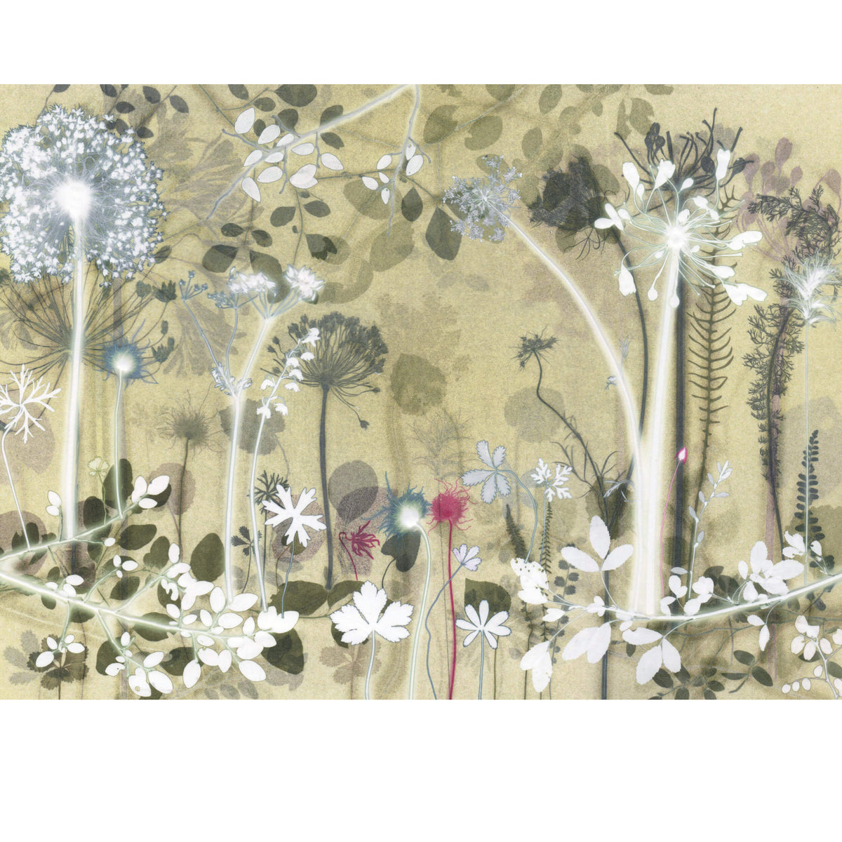 Lime Allium Path